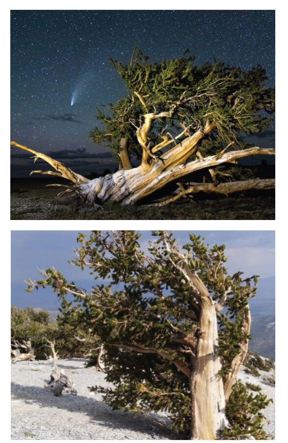 Nevada’s Ancient Bristlecone Pine Trees - Everything Elko
